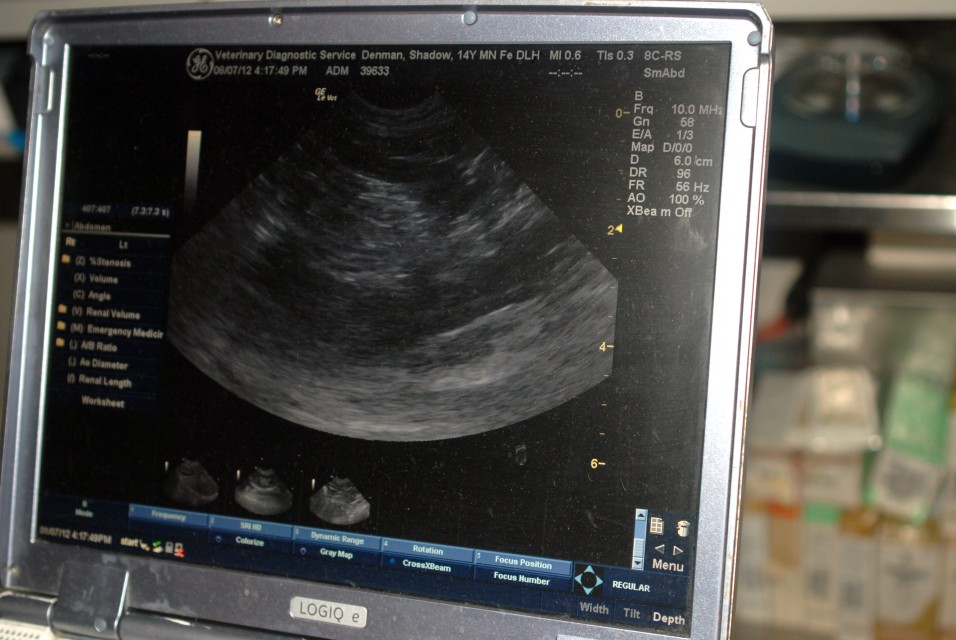 Ultrasound - Sunnycrest Animal Care Center